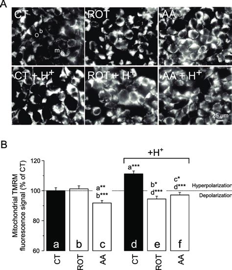 Effect Of Mitochondrial Inhibition And Extracellular H Addition On
