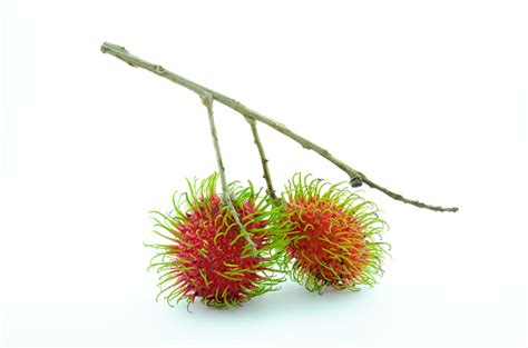 빨간색 신선한 람 부탄 달 콤 하 고 맛 있는 흰색 배경에 고립 0명에 대한 스톡 사진 및 기타 이미지 0명 과일 농업