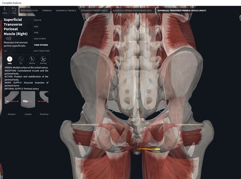 Muscles Superficial Transverse Perineal Anatomy And Physiology