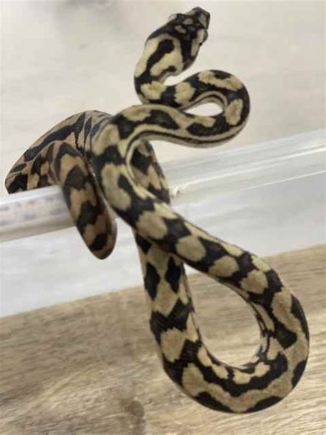 Jungle Pythons Reptiles And Amphibians Gumtree Australia Pine Rivers