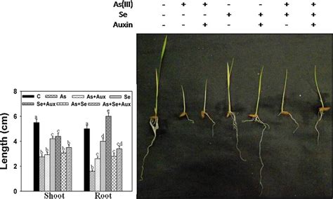 Phenotypic Difference And Root Shoot Length In 12 D Old As Stressed
