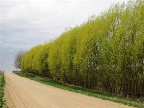 Austree Hybrid Willow Trees Ready To 4 Plant Fast Growing Live Plants