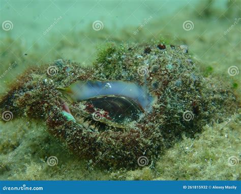 Sea Snail Trunculus Murex Or Banded Murex Trunk Murex Banded Dye