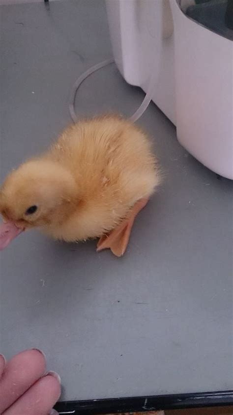 Rescue Duck Deformed Leg Page 5 BackYard Chickens Learn How To
