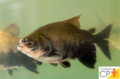 Tambaqui