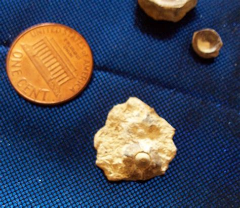 Fossils Of Arkansas