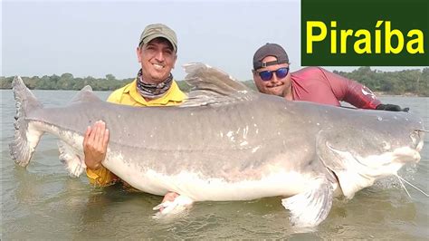 Pira Ba Gigante Um Dos Maiores Peixes De Gua Doce Do Mundo Youtube