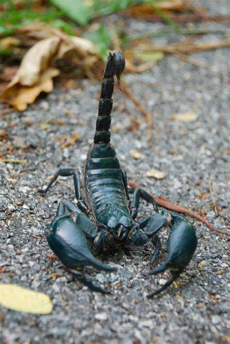File Asian Forest Scorpion In Khao Yai National Park