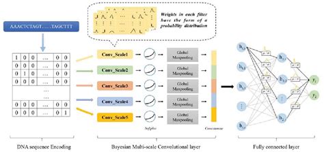 figure 2 from bayesian multi scale convolutional neural network for