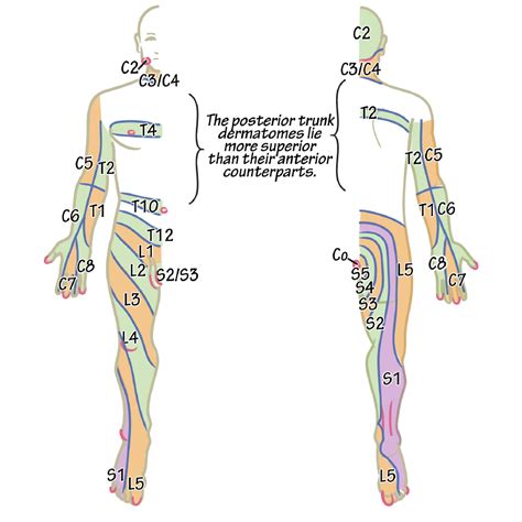 Lower Extremity Dermatomes Netter