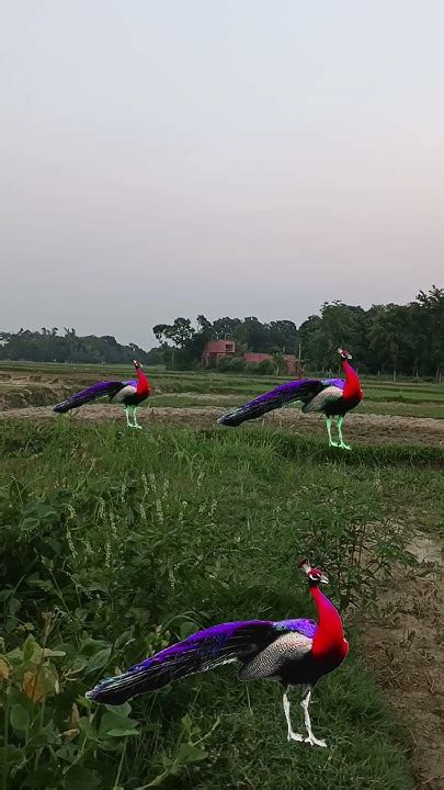 T Rexpicocks Chasevideojuegos Youtube