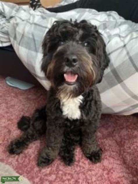 Proven F1 Cockapoo Stud Stud Dog In South England United States