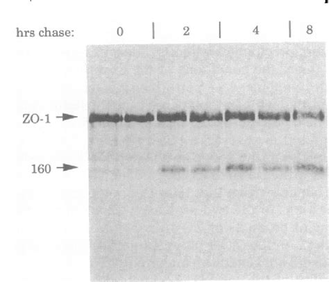 Basolateral Plasma Membrane Semantic Scholar