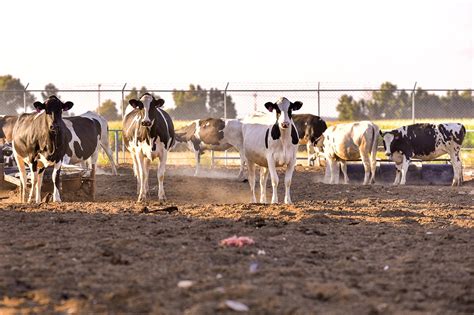 Durango Reporta 241 Millones De Litros De Leche En Un Bimestre
