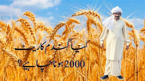 Punjab Wheat Support Price 2024 Announcenew Wheat Price Today 2024