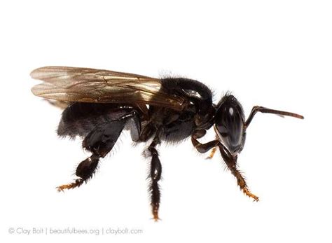 Stingless Bees Micro Pollinators Artofit