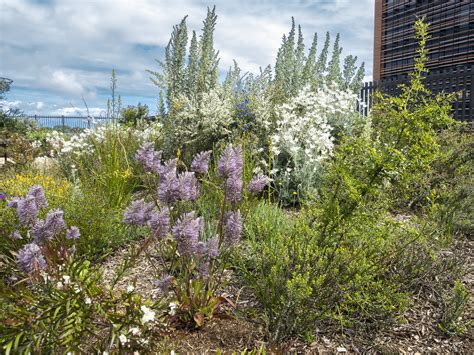 Create A Sustainable Native Garden Australian Native Plants Society Australia