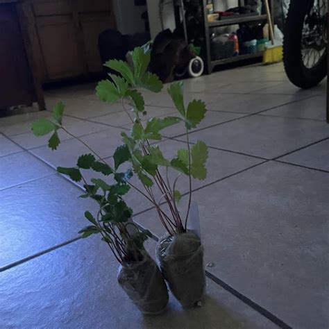 Candy Mint Peppermint Mentha Piperita Candy Etsy