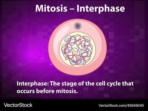 Process Of Mitosis Interphase With Explanations Vector Image