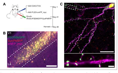 Figure 2 From Postsynaptic Cell Type And Synaptic Distance Do Not
