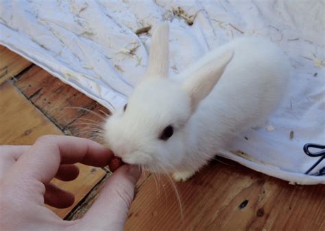 A Tiny Strawberry For A Tiny Bun Rabbits