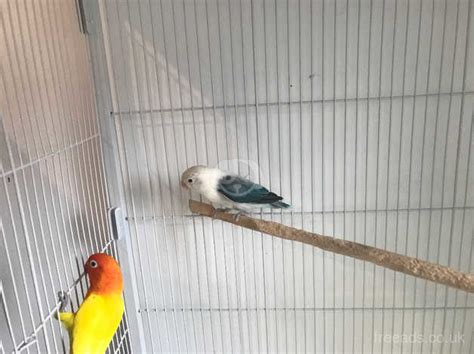 3 Fisher Love Birds For Sale In Greenock Pa15 On Freeads Classifieds