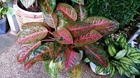 Top 20 Evergreen Plants For Pots Moowy