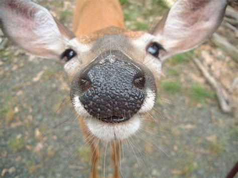 Deer4 Close Up Funny Exotic Mammal Image