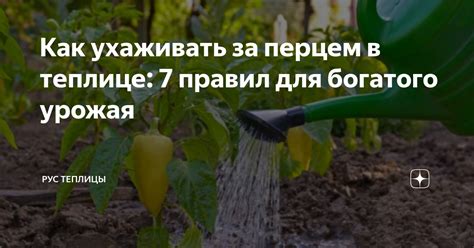 Как ухаживать за перцем в теплице 7 правил для богатого урожая Рус теплицы Дзен