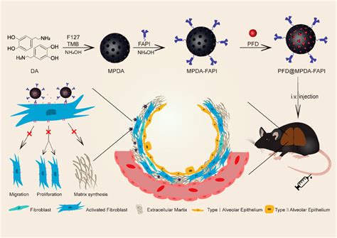 Frontiers Mesoporous Polydopamine Loaded Pirfenidone Target To Fibroblast Activation Protein