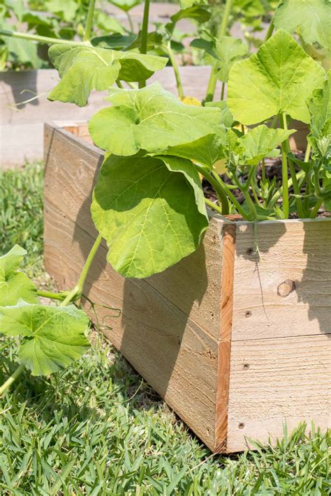 How To Build Inexpensive Cedar Raised Garden Beds
