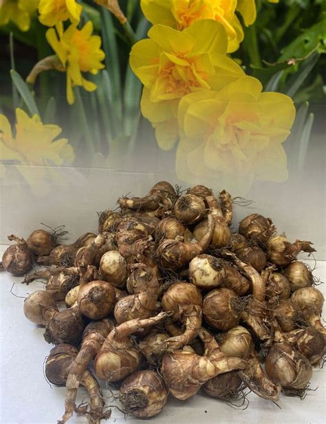 Bulk Packs Daffodils Tulips Crocus Muscari