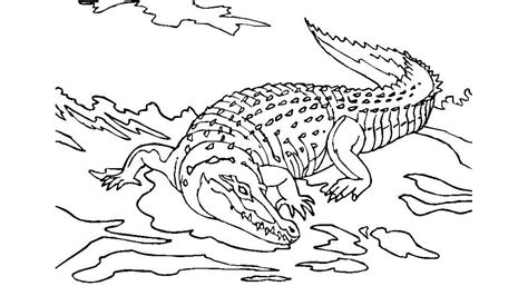 Dibujo De Cocodrilo Para Colorear Y Pintar 2837