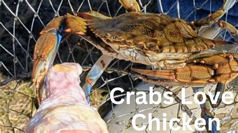 Catching Blue Crabs The Easy Way Youtube