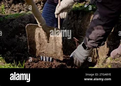 Close Up A Farmer Plants A Tree With A Root In Fertile Soil In A Dug Hole Spreads The Roots Of
