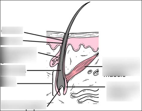 The Integument Diagram Quizlet