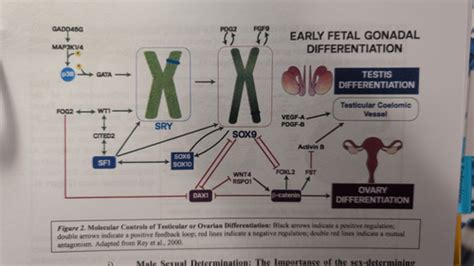 Male Reproductive Physiology Flashcards Quizlet