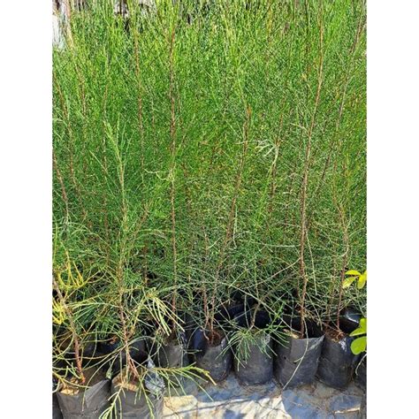 木麻黃樹苗 10棵 300 高60公分一箱可入40棵 蝦皮購物