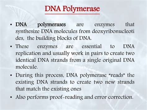Enzymes Involved In Dna Replication Pptx