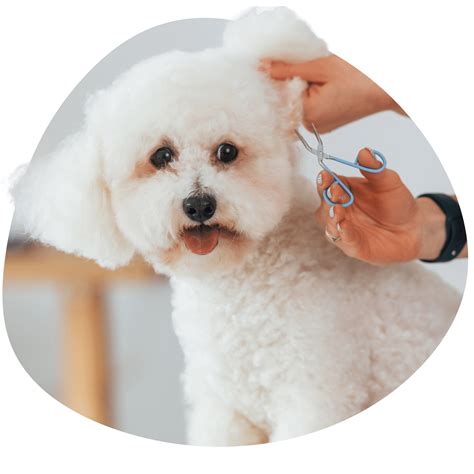 Pet Groomer Artist Academy Dog Grooming Usa And Dog Groomer Academy
