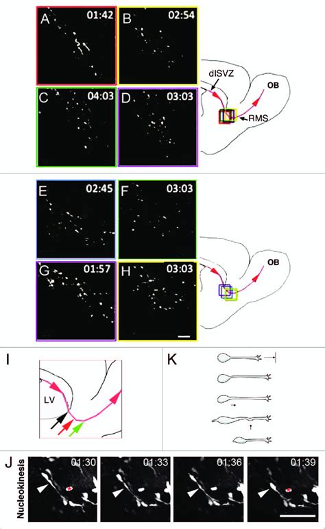 A H First Frames Of Eight Two Photon Time Lapse Movies Used In This Download Scientific