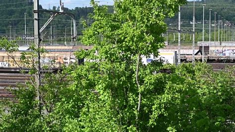 A Marshalling Yard Is A Complex Fan Shaped Arrangement Of Tracks And Switches Specifically