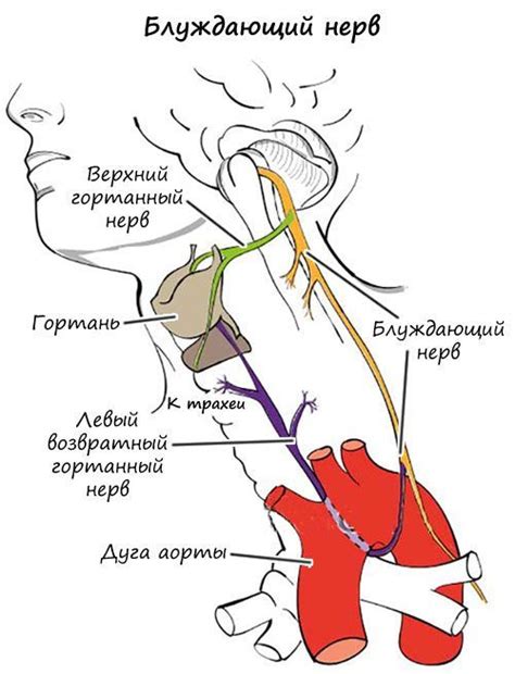 Блуждающий нерв: анатомия, зоны иннервации, ядра и ветви, функции ...