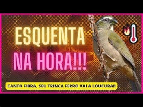 ESQUENTE Seu Trinca Ferro Canto Do Trinca Ferro Fibra Trinca