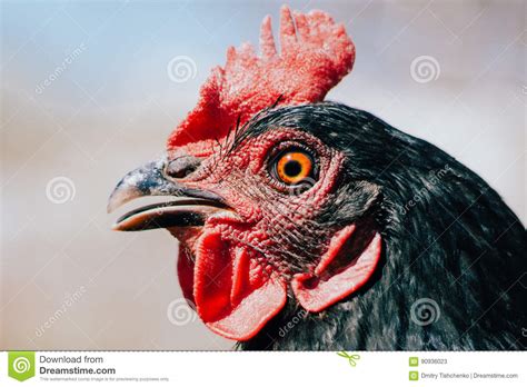 Beautiful Chicken Close Up Concept Of Poultry The Threat Of Avian