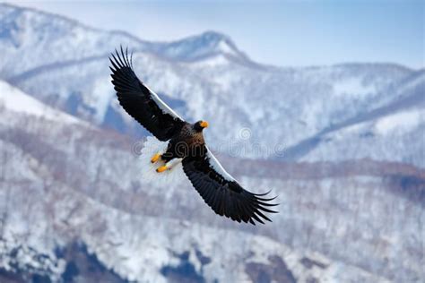 Пейзаж зимы горы с птицей Орел моря ` S Steller летящая птица добычи с голубым небом в