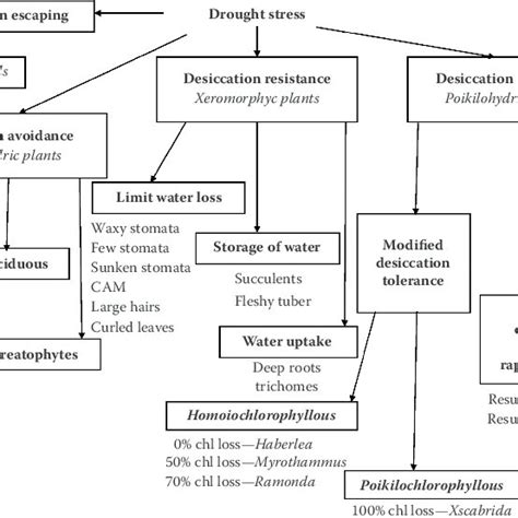 Classification Of Drought Effects Download Scientific Diagram