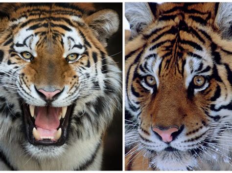 Siberian Tiger Vs Bengal Tiger