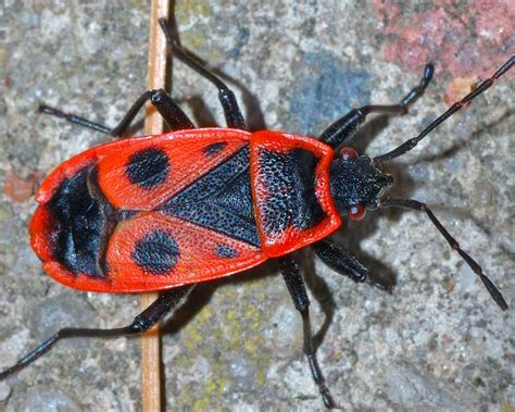 First Detector Pest List Usu