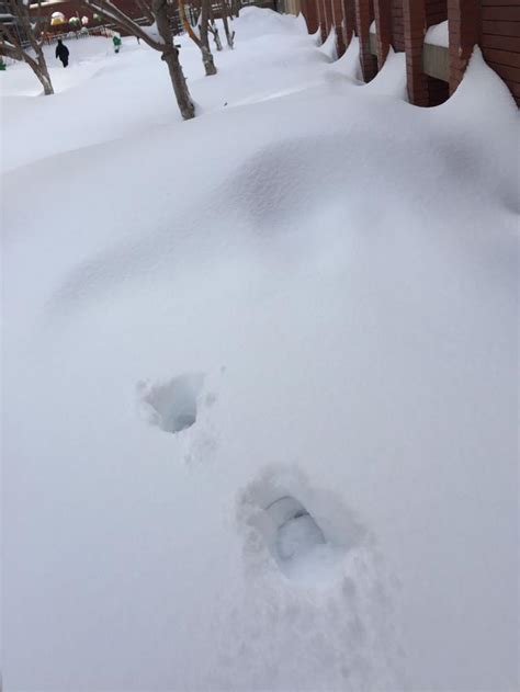 雪深三尺僅一日之寒 銀裝素裹雪世界 每日頭條
